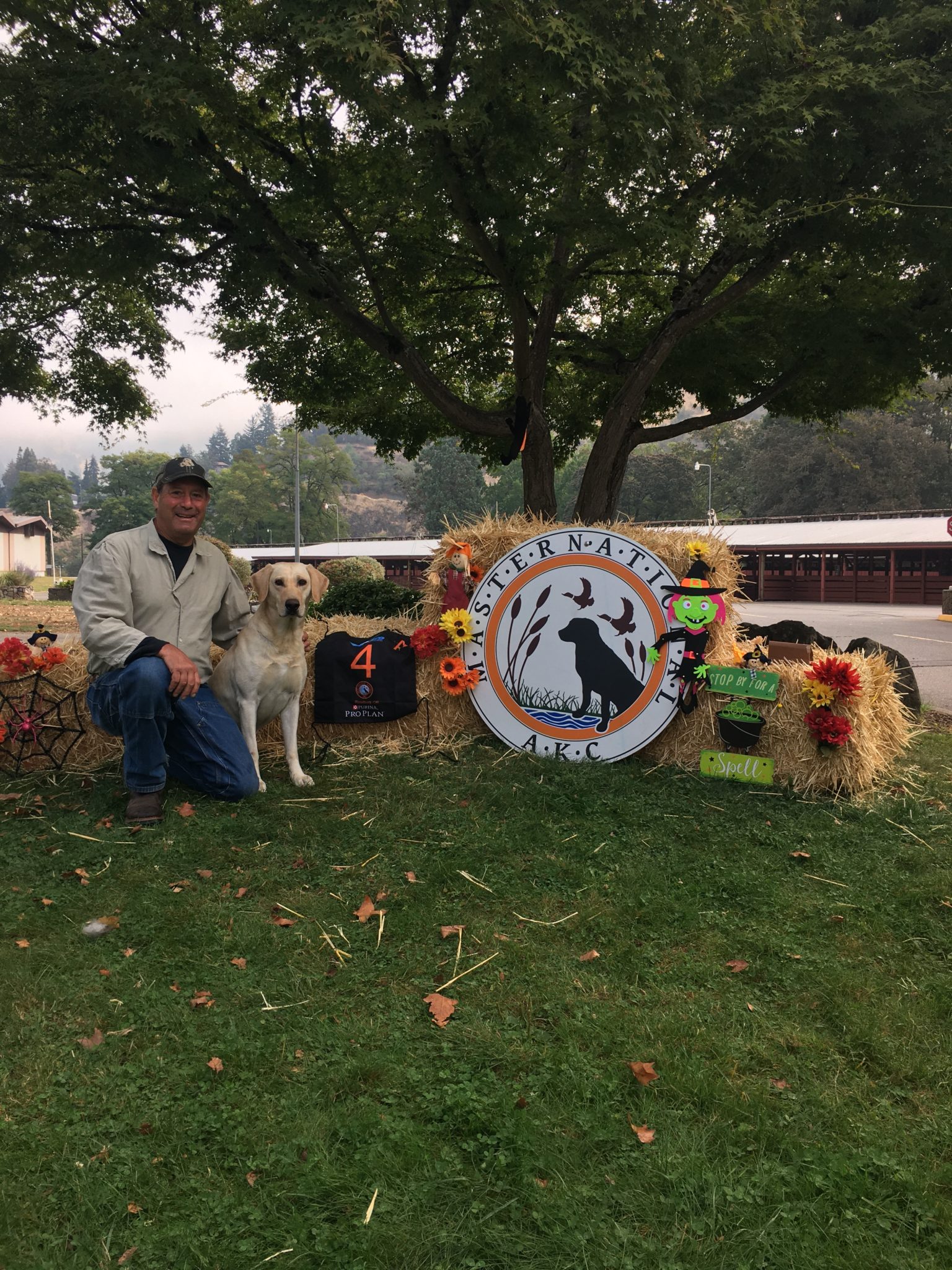 Yellow Labrador Photo Gallery