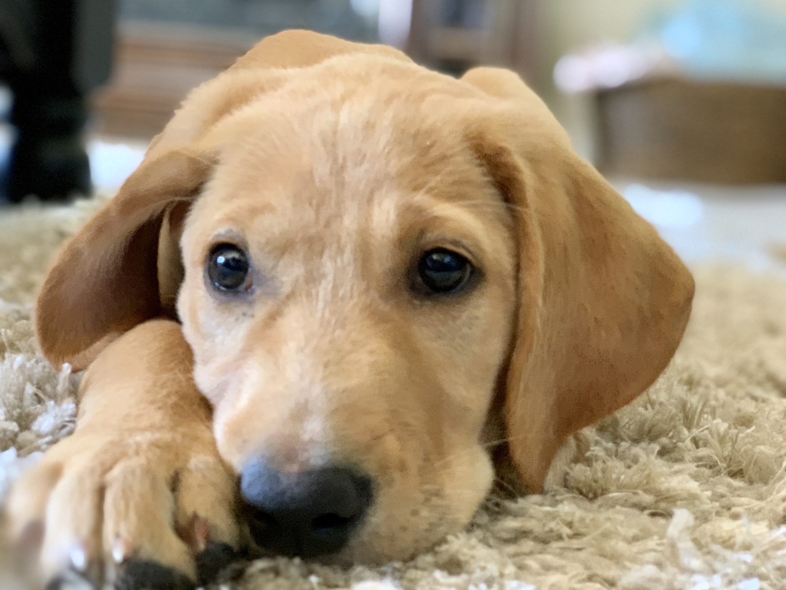 Yellow Labrador Photo Gallery