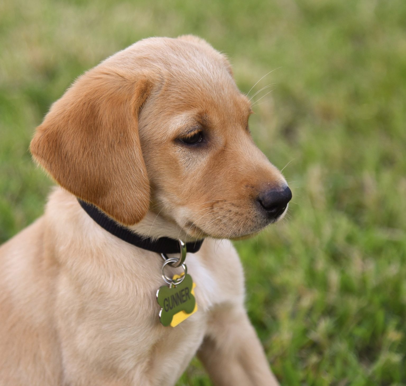Yellow Labrador Photo Gallery