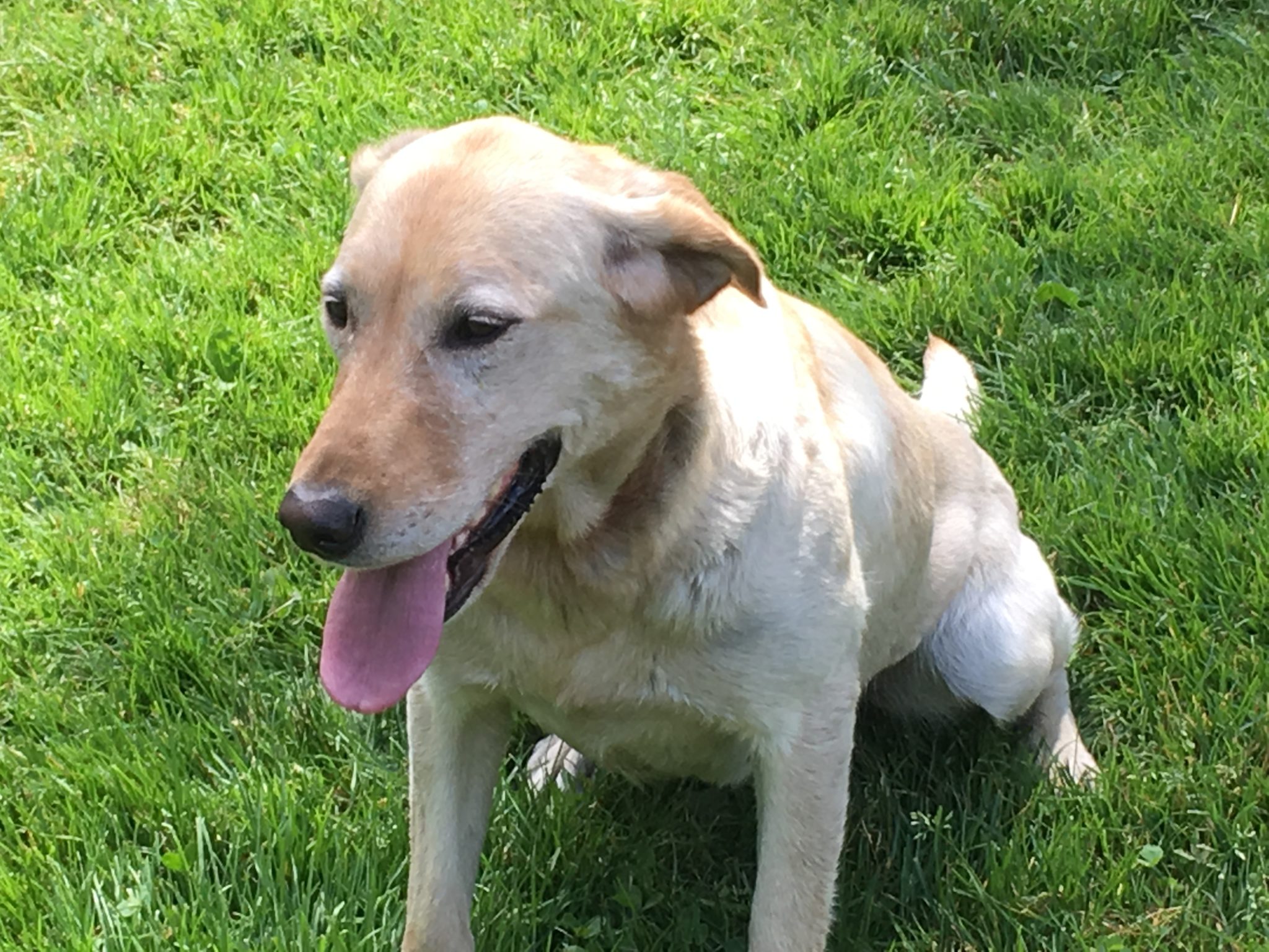 Yellow Labrador Photo Gallery