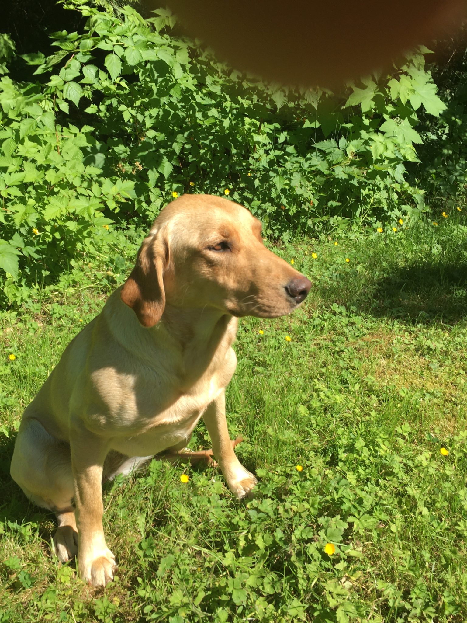 Yellow Labrador Photo Gallery