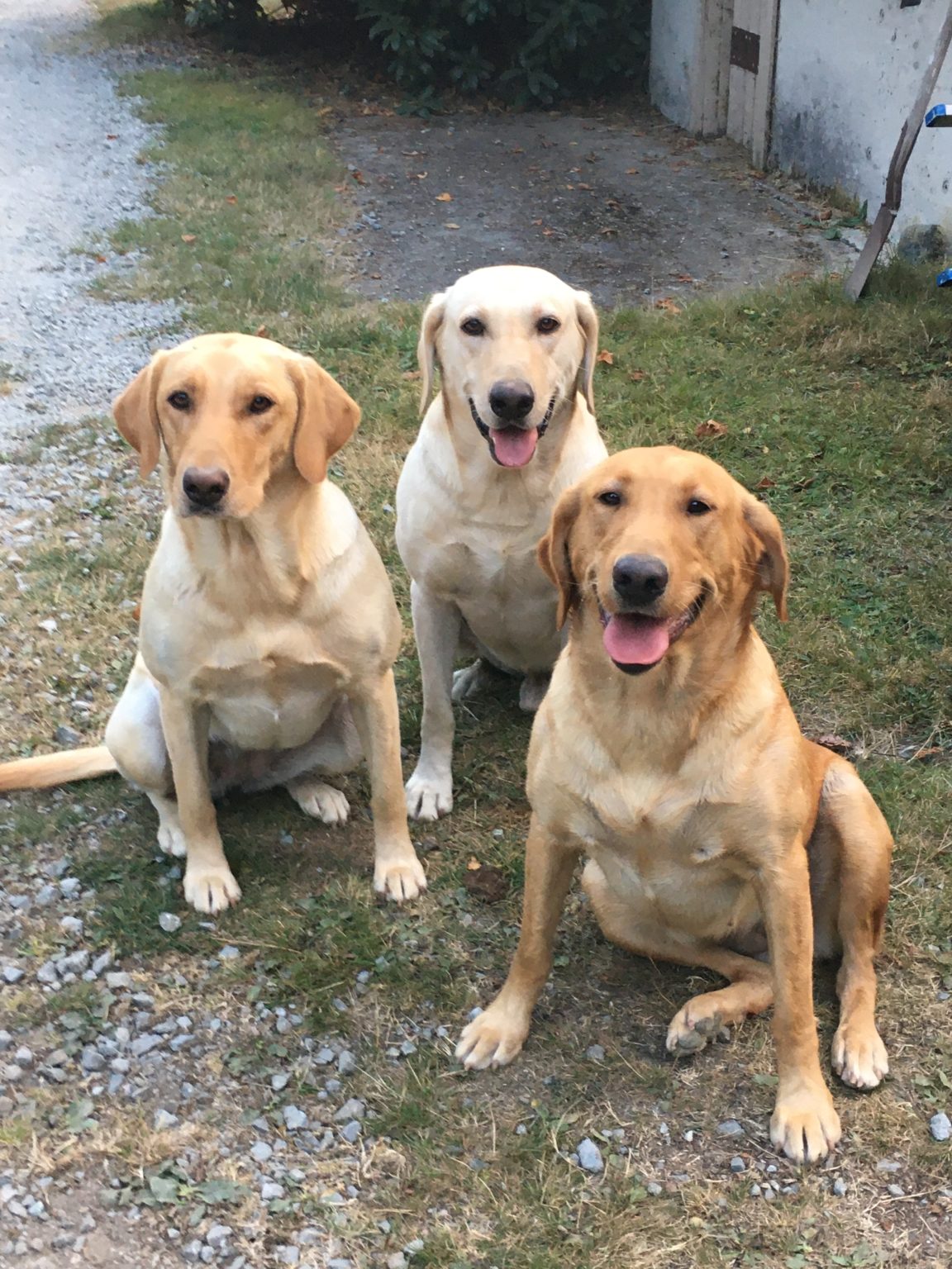 Yellow Labrador Photo Gallery