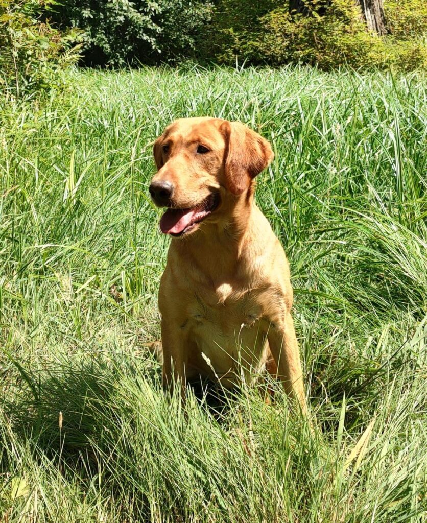 Reserve a Labrador Puppy