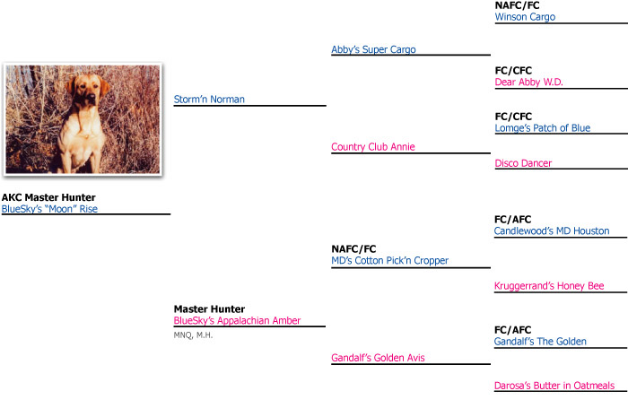 Blue Sky Labs, Master Hunter, Field Champion, Premium Yellow Labs